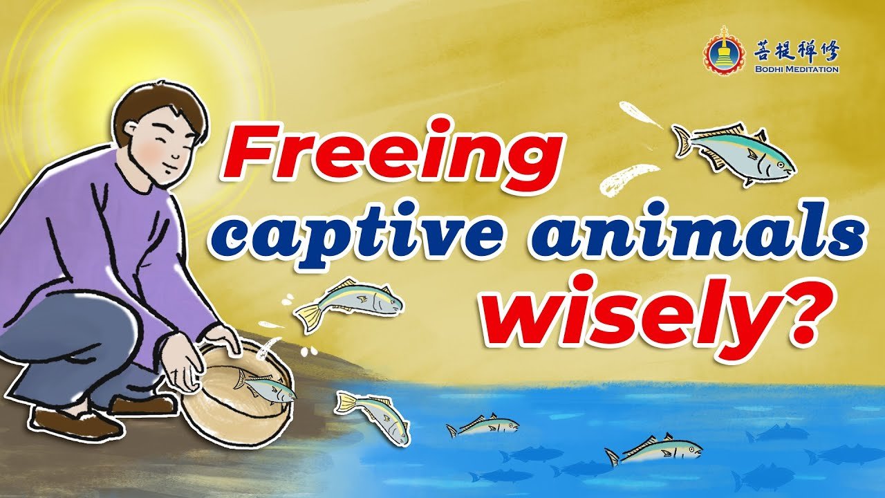 Freeing Captive Animals Wisely - Grandmaster JinBodhi
